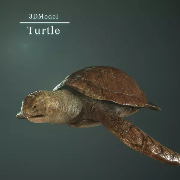 3D model for turtle | By to0328 | VRCArena